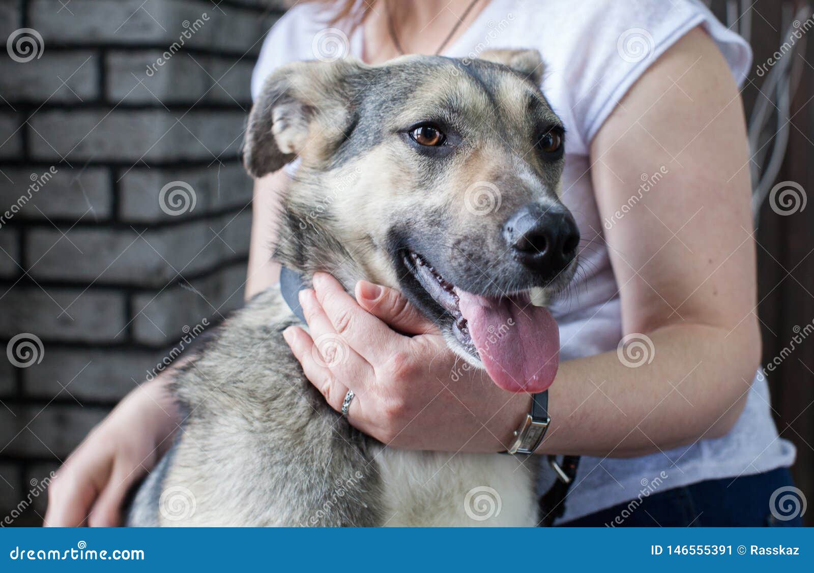 Perro pobre en los brazos imagen de archivo. Imagen de doméstico ...