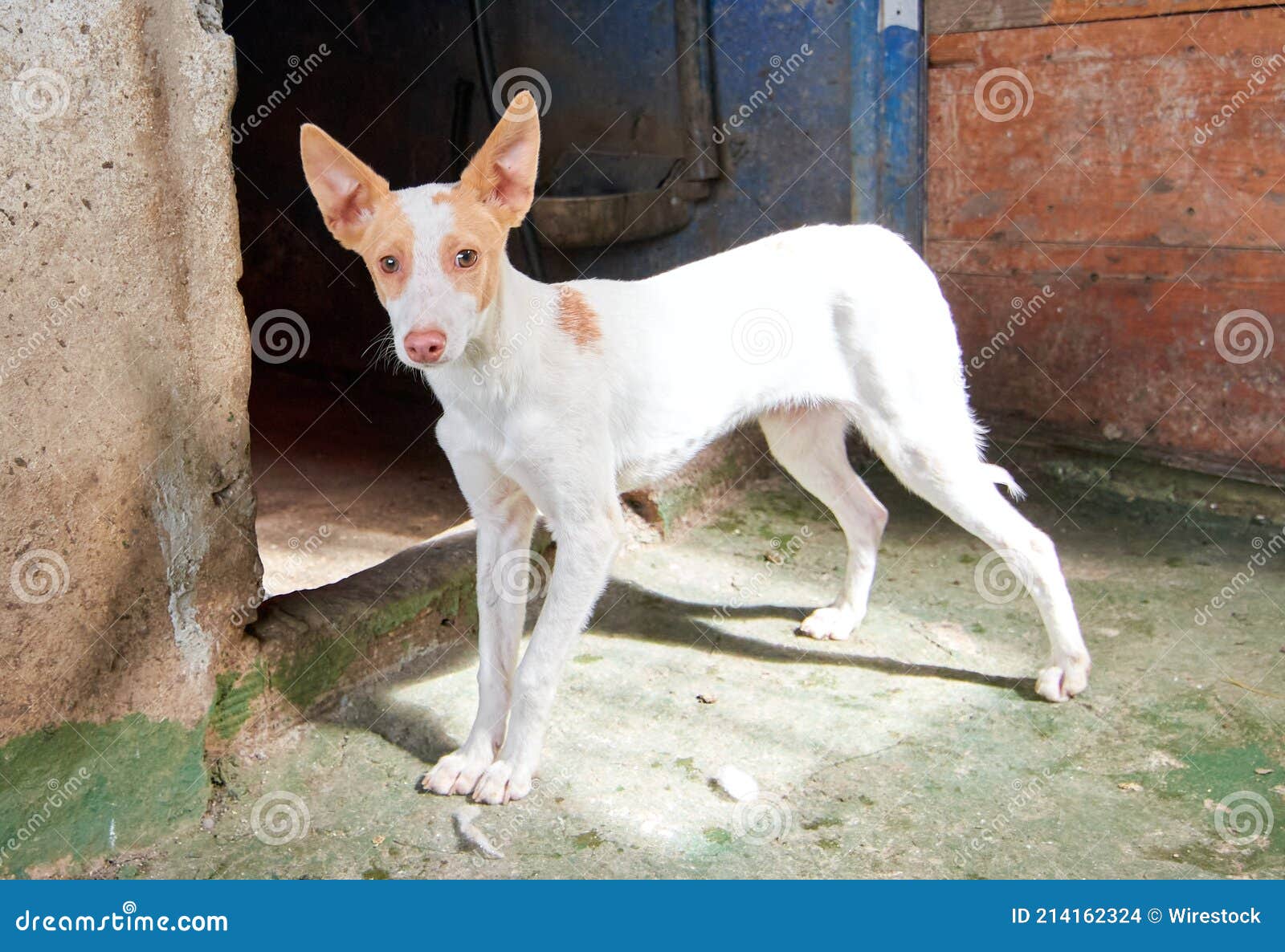 Perro Podenco Ibicenco Al Aire Libre Foto de archivo - Imagen de collar ...
