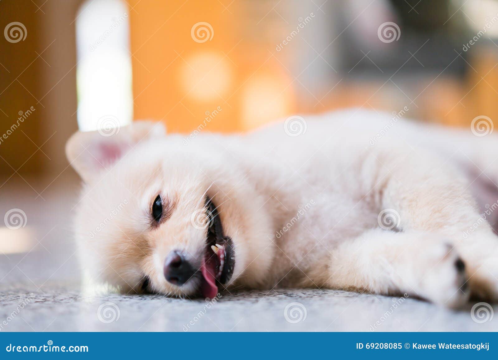 Perro Pomeranian Cansado Y Soñoliento Imagen de archivo - Imagen de ...