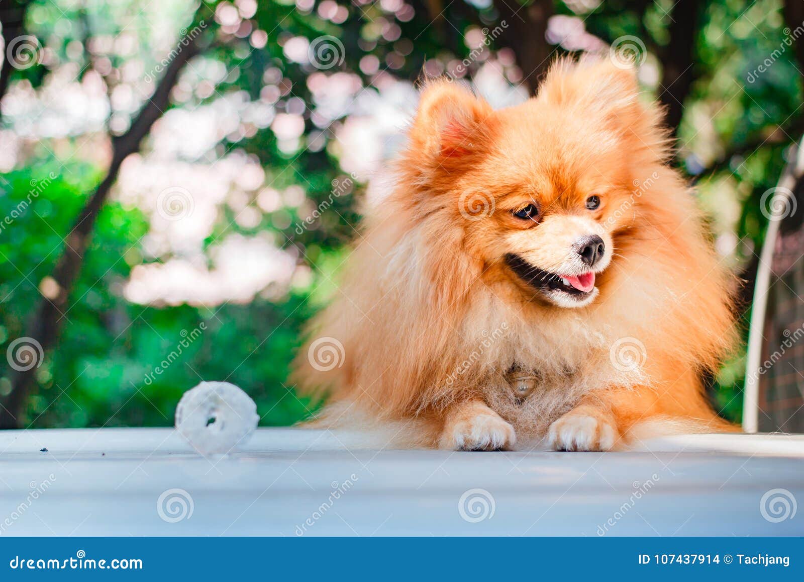 Perro Pomeranian Lindo, Perrito Foto de archivo - Imagen de cara ...