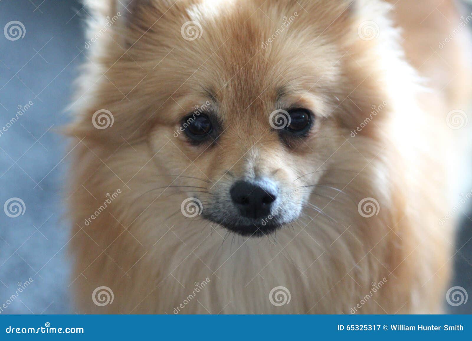 Perro Pomeranian Rubio Hermoso Imagen de archivo - Imagen de mascota ...