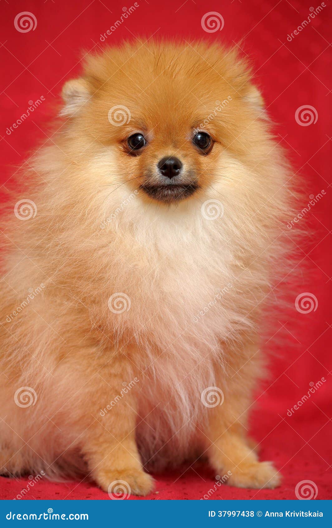 Perro Pomeranian Sonriente. Foto de archivo - Imagen de amarillento ...