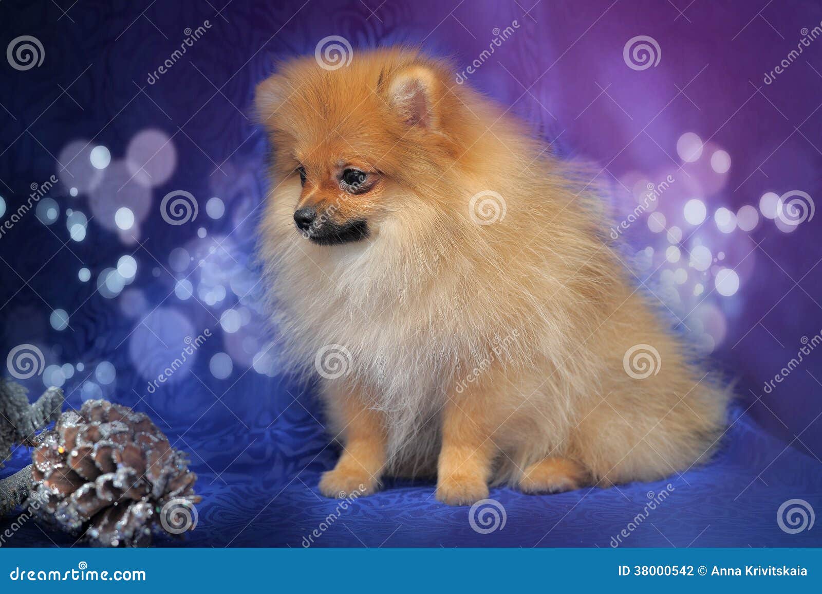 Perro Pomeranian Sonriente. Foto de archivo - Imagen de imagen, dorado ...