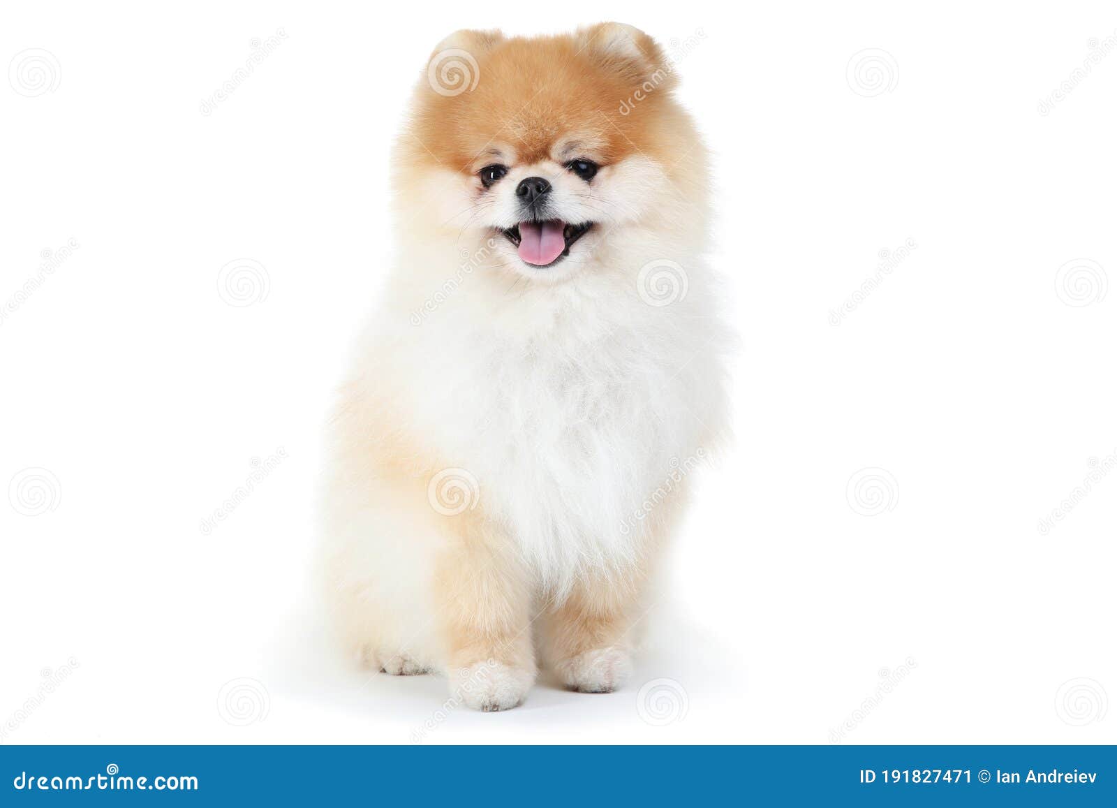 Perro pomerano imagen de archivo. Imagen de cubo, divertido - 191827471
