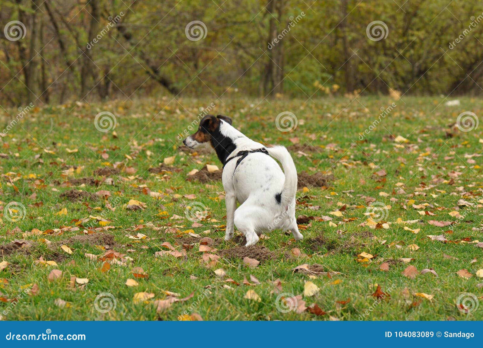 Perro pooping imagen de archivo. Imagen de mirada, doméstico - 104083089