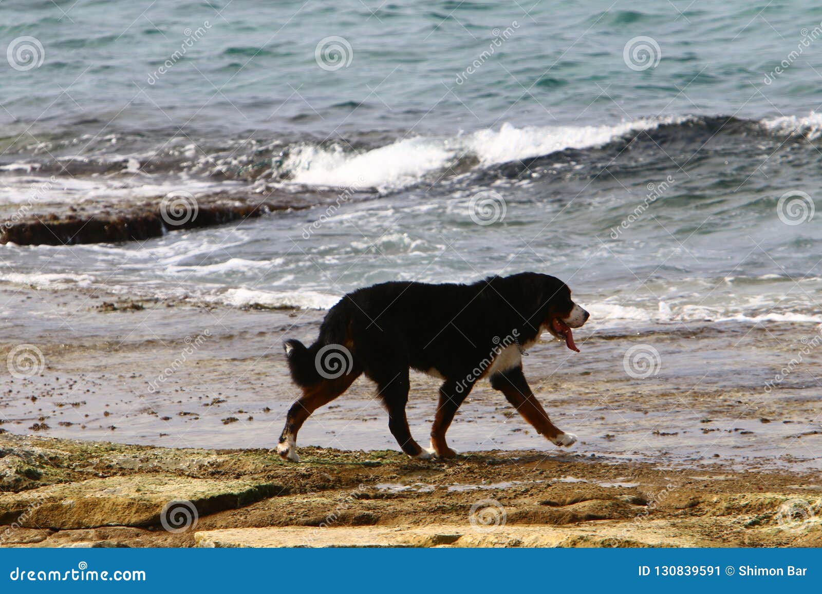 Perro por el mar imagen de archivo. Imagen de orilla - 130839591