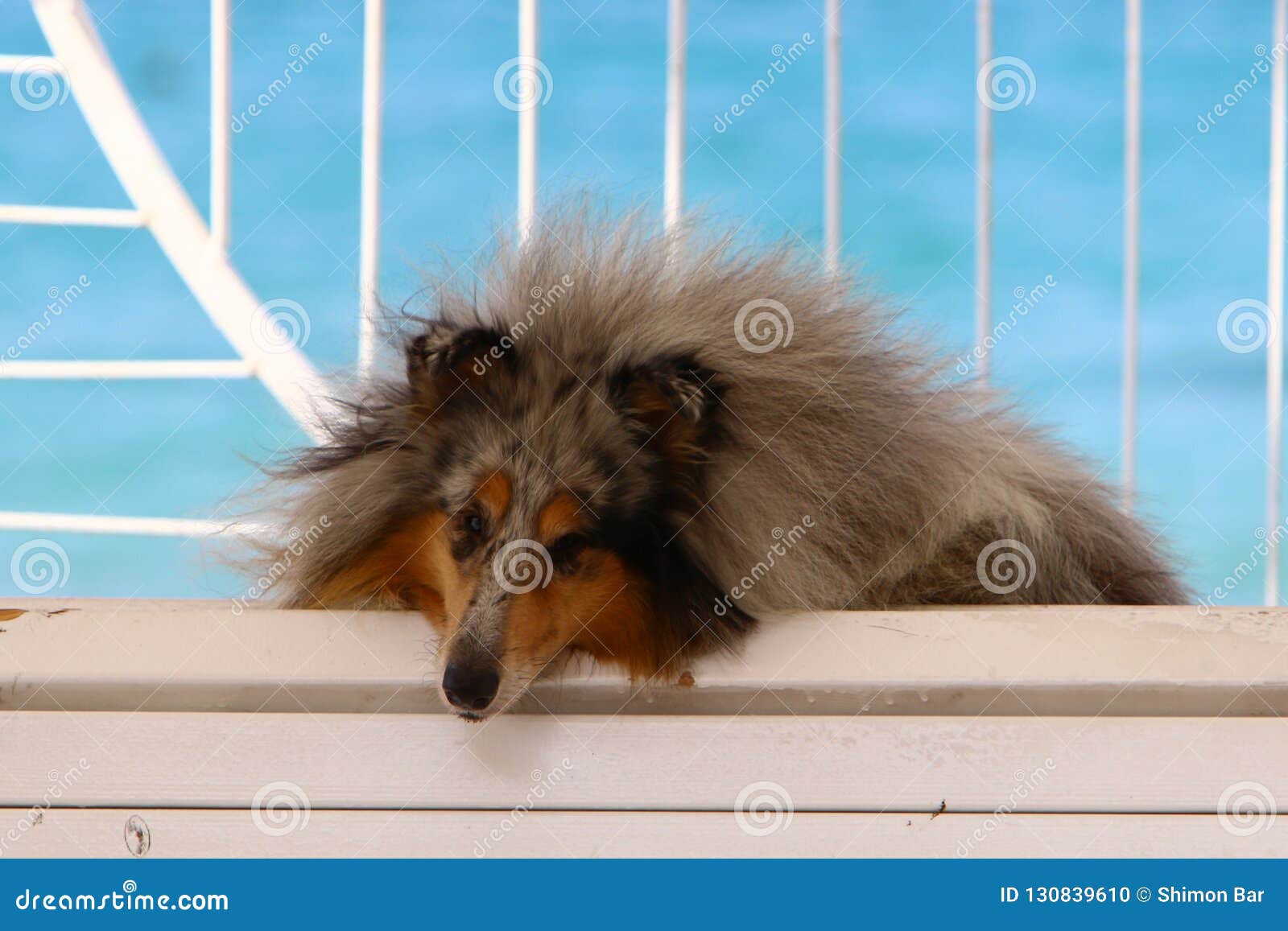 Perro por el mar foto de archivo. Imagen de perro, arena - 130839610