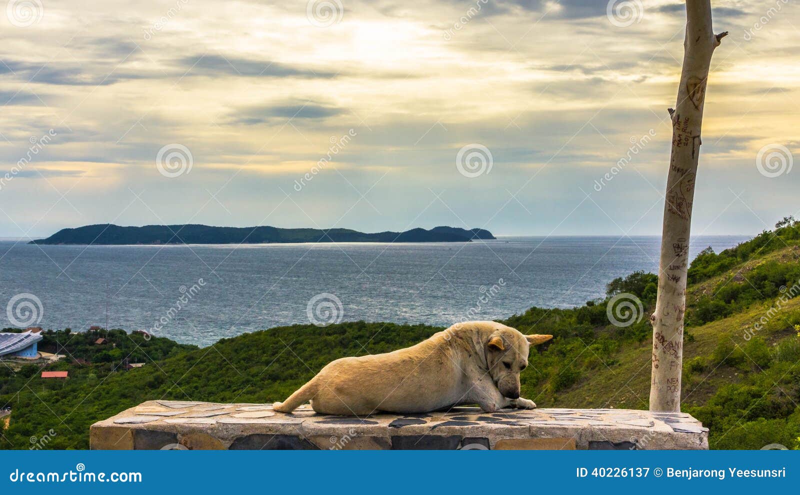 Perro por el mar imagen de archivo. Imagen de litoral - 40226137
