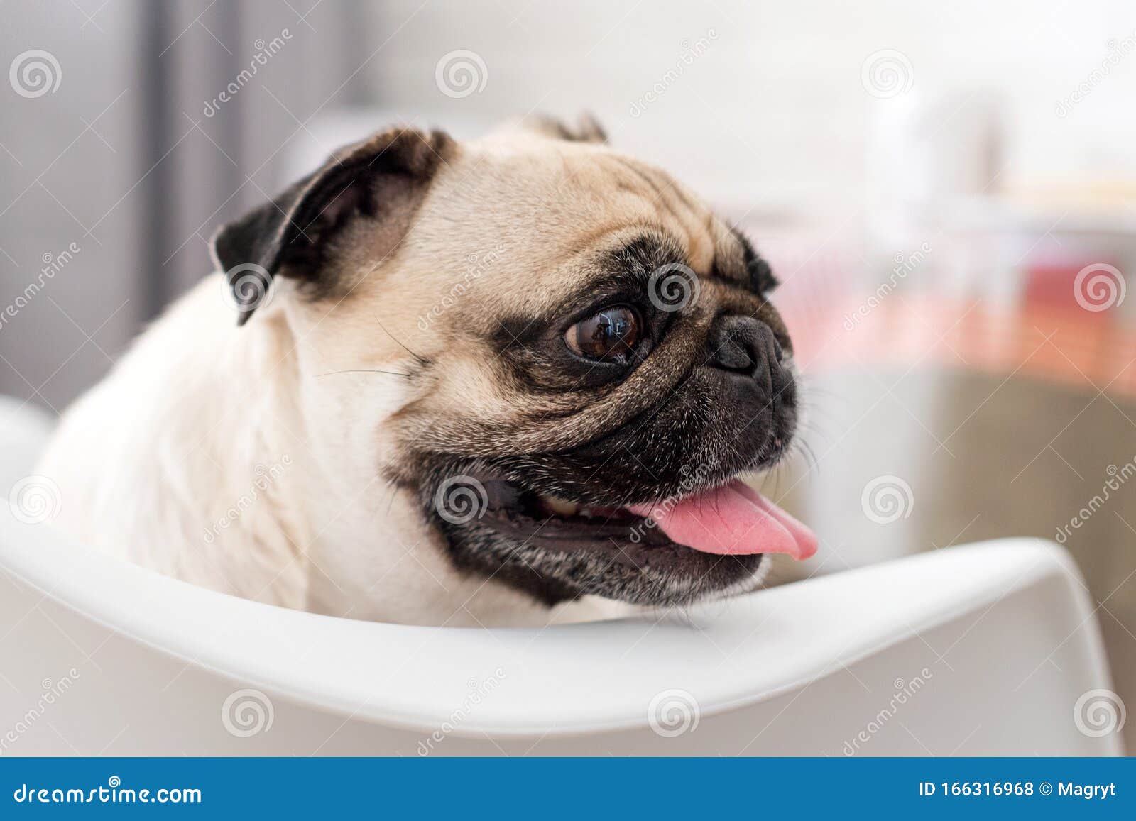 Perro Pug Sentado En Una Silla Y Esperando Comida En La Cocina Foto de ...
