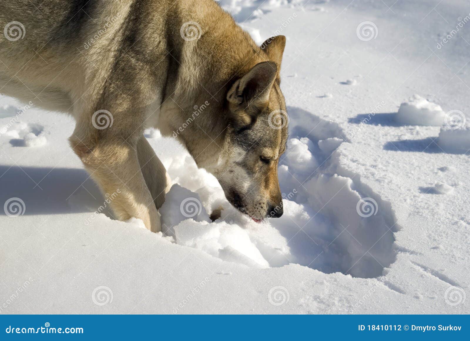 Perro que cava en nieve foto de archivo. Imagen de animal - 18410112