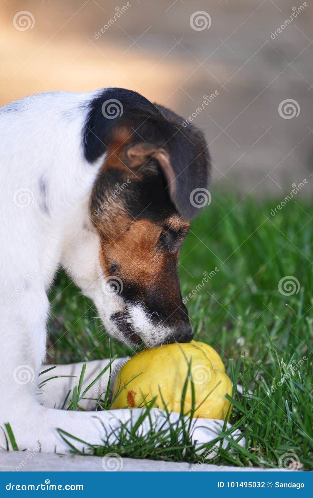 Perro que come la fruta foto de archivo. Imagen de perros - 101495032