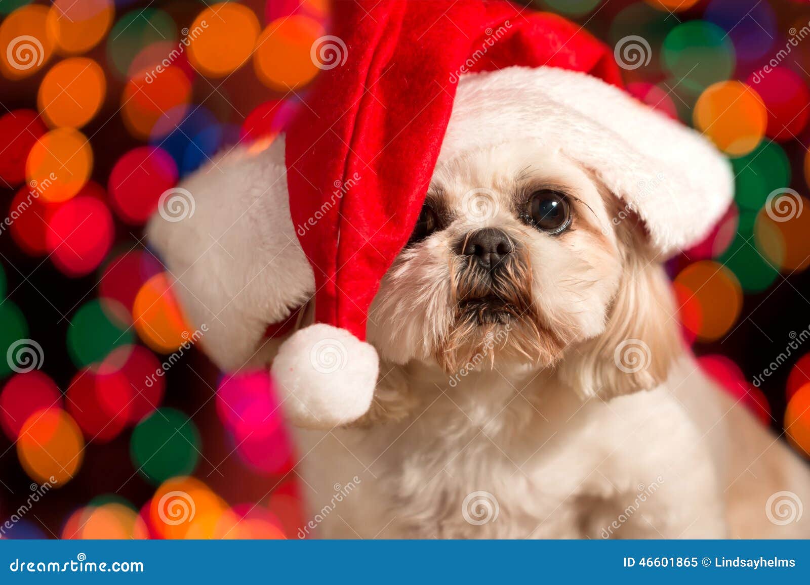 1,030 Perro Dudoso Fotos de stock - Fotos libres de regalías de Dreamstime