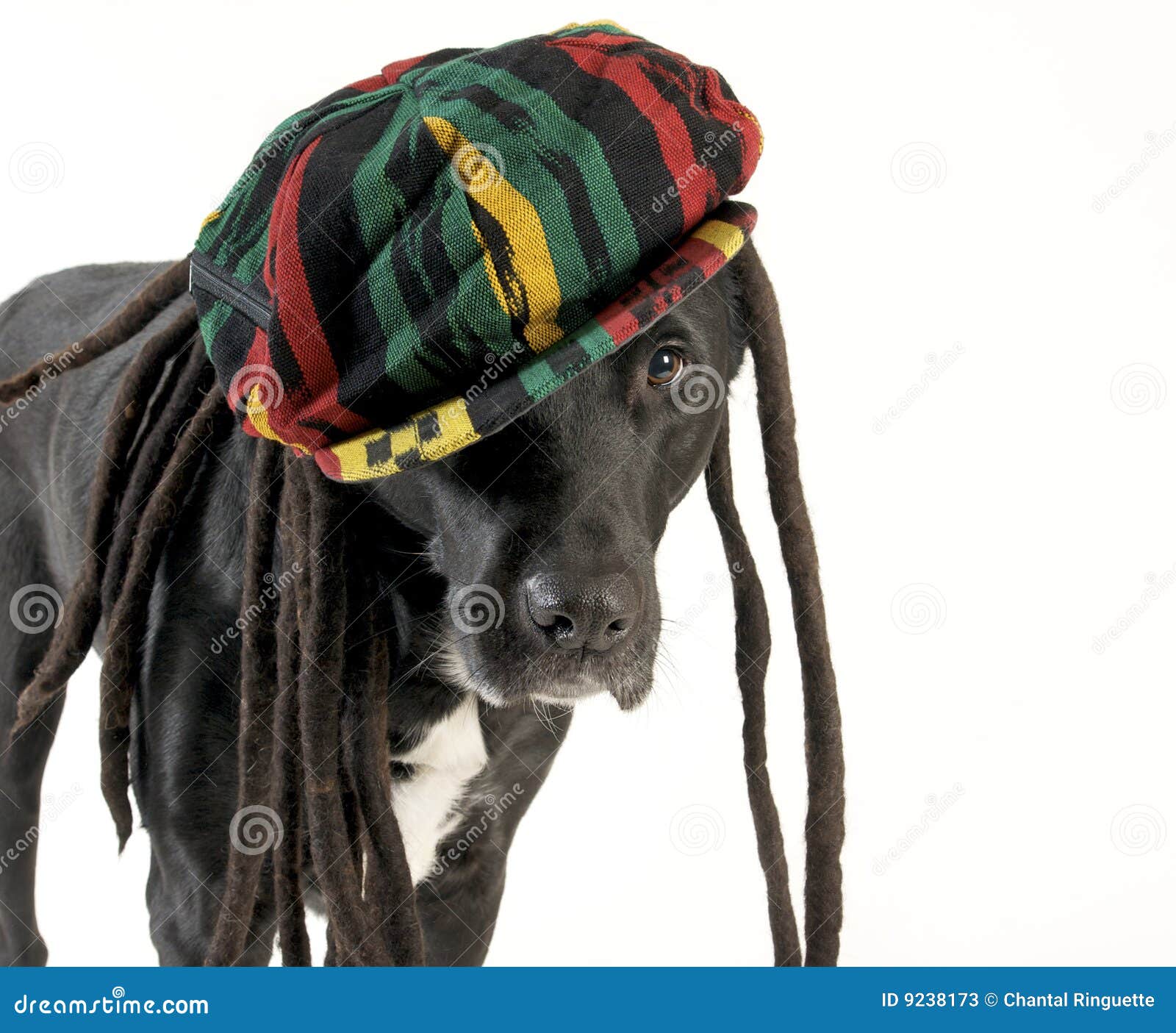 Perro Que Desgasta El Sombrero Rastafarian Imagen de archivo - Imagen ...