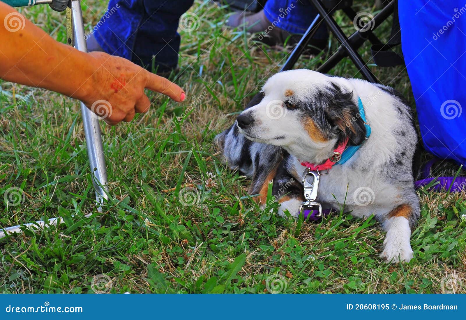 Perro que es reganado imagen de archivo. Imagen de corriendo - 20608195