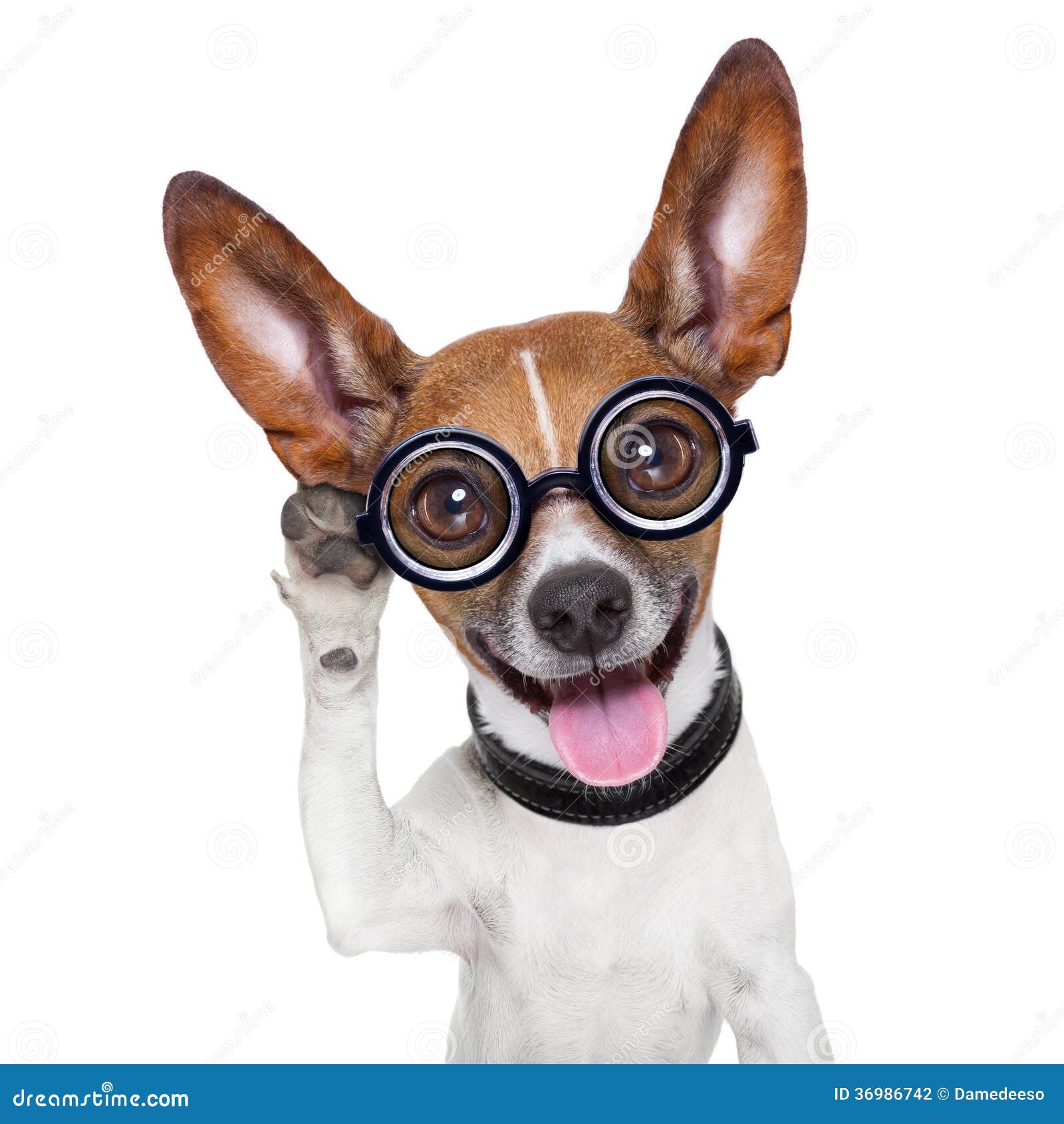 Perro que escucha foto de archivo. Imagen de noticias - 36986742