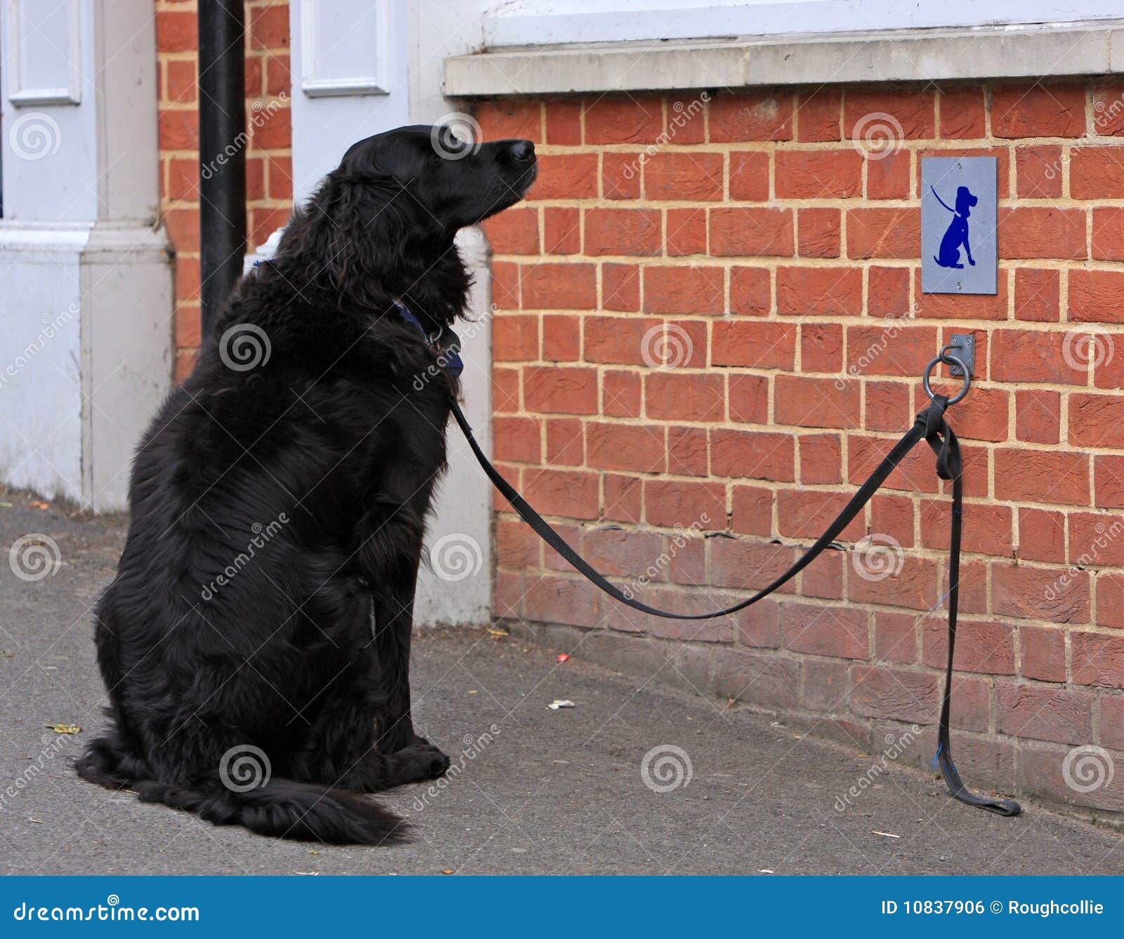Perro Que Espera Pacientemente Foto de archivo - Imagen de negro, casta ...