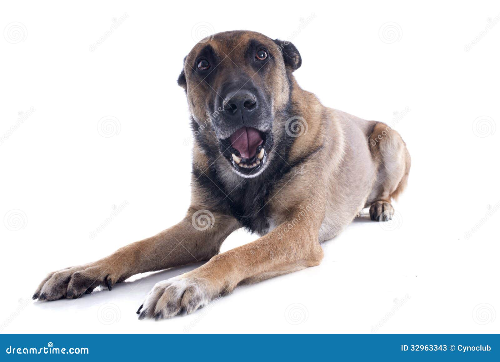 Perro que habla imagen de archivo. Imagen de retrato - 32963343