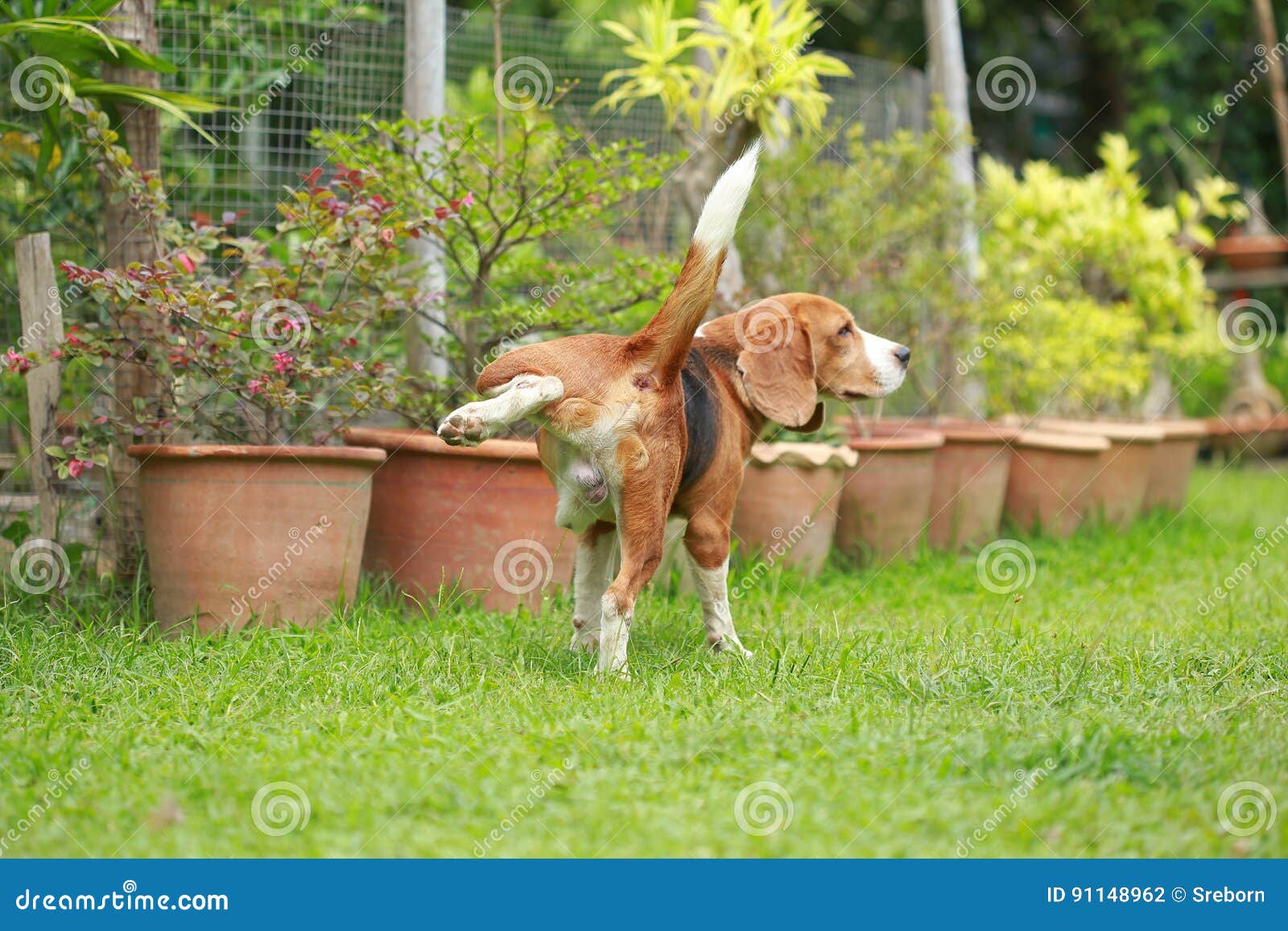 Perro Que Hace Pis En Césped Foto de archivo - Imagen de casero ...