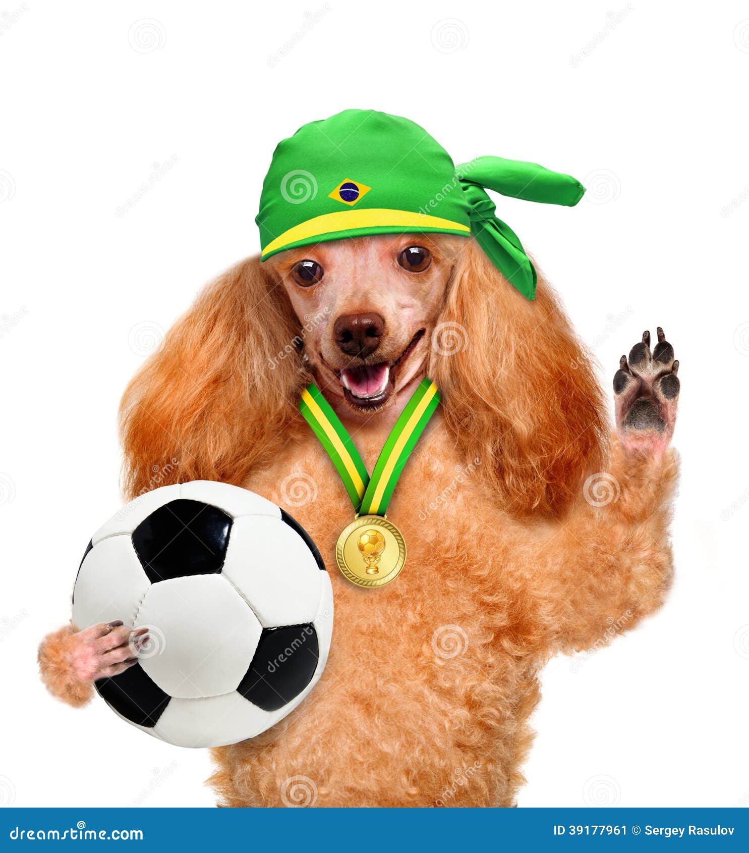 Perro que juega a fútbol imagen de archivo. Imagen de gimnasio - 39177961