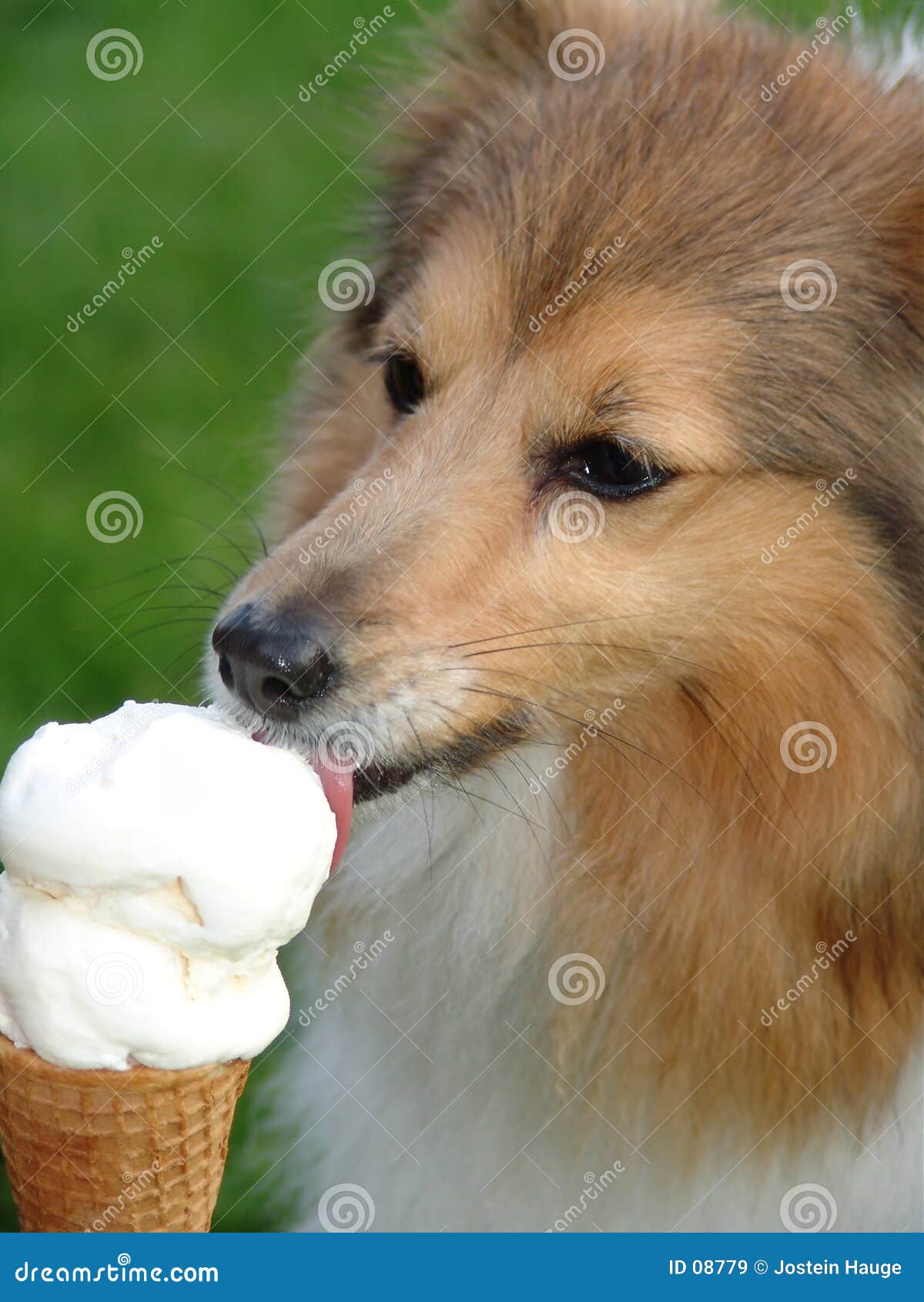 Perro que lame el helado imagen de archivo. Imagen de verano - 8779