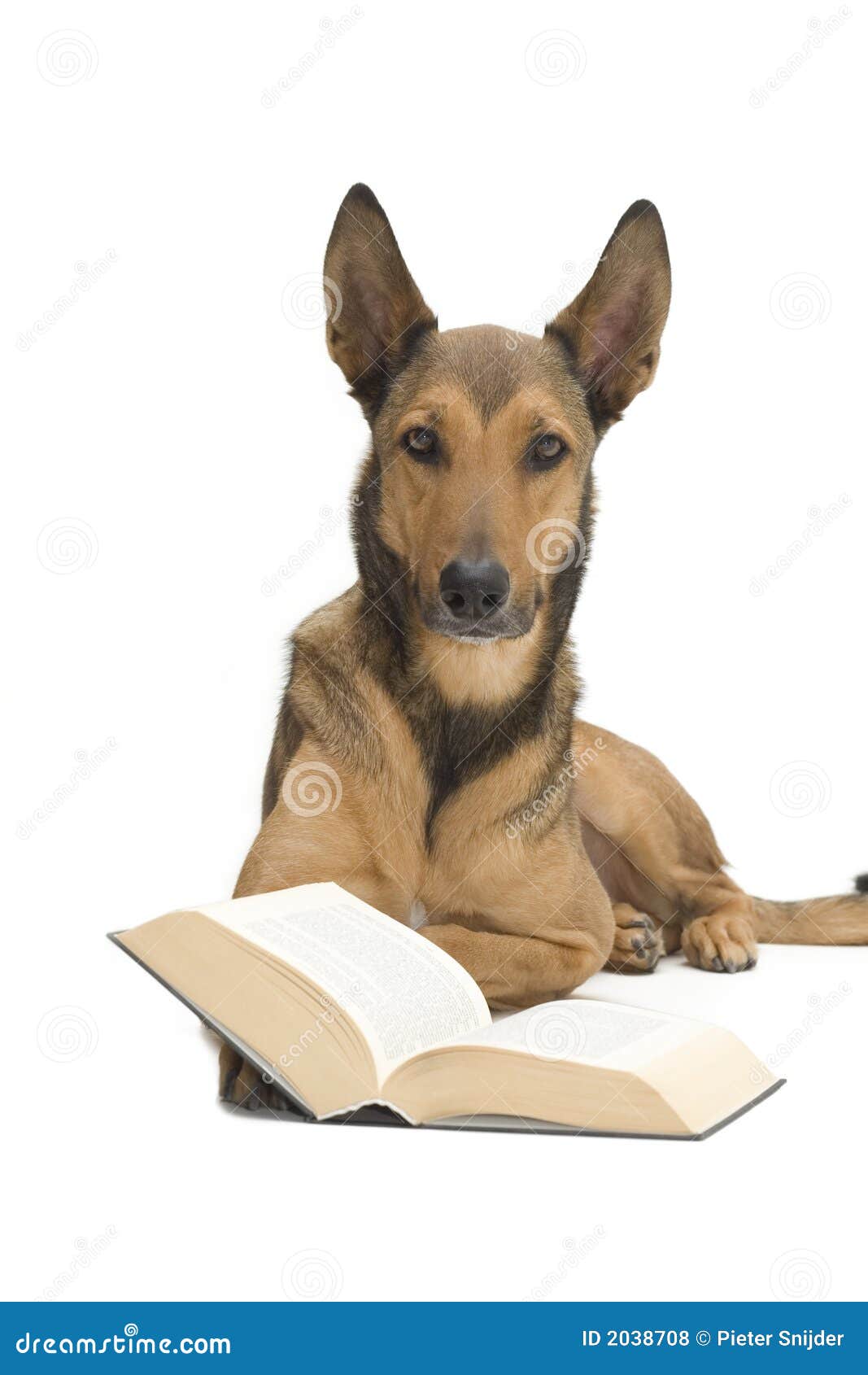 Perro Que Lee Un Libro/una Biblia Foto de archivo - Imagen de humor ...