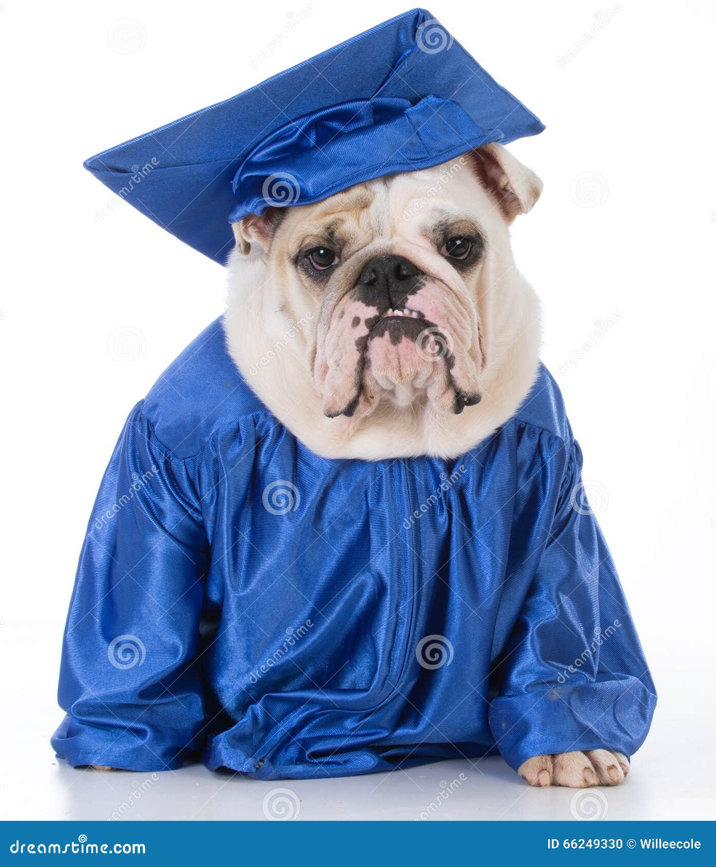 Perro Que Lleva El Vestido Graduado Foto de archivo - Imagen de buldog ...
