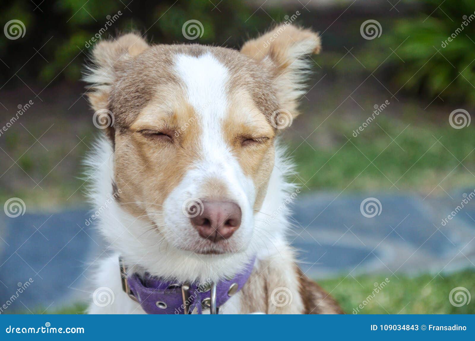 Perro Que Medita Sobre Amor Y Paz Imagen de archivo - Imagen de amor ...