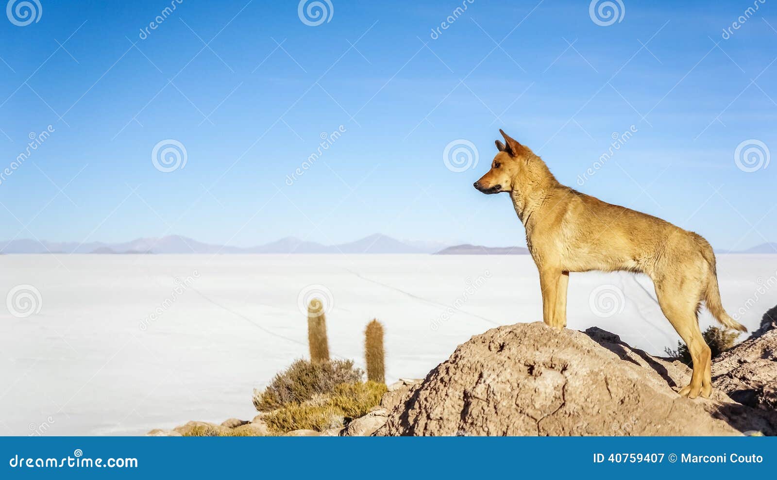 Perro Que Mira a Salar De Uyuni Imagen de archivo - Imagen de amplio ...