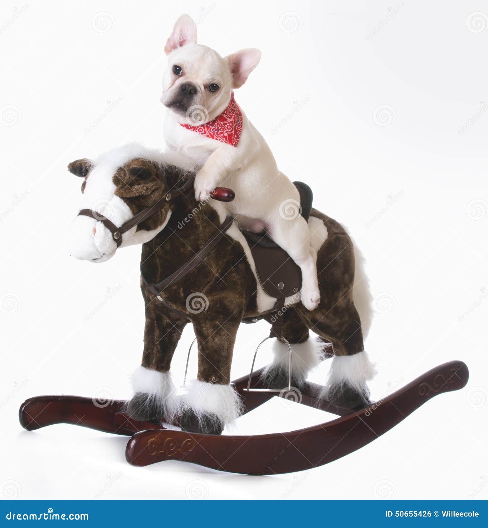 Perro que monta un caballo foto de archivo. Imagen de francés - 50655426