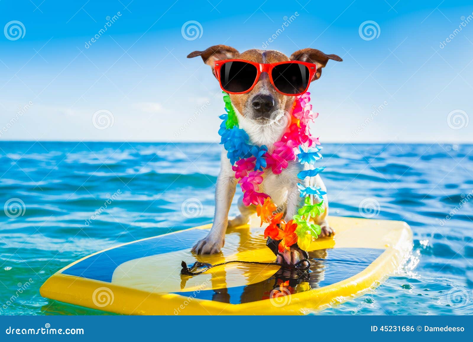 Perro que practica surf foto de archivo. Imagen de sunglasses - 45231686