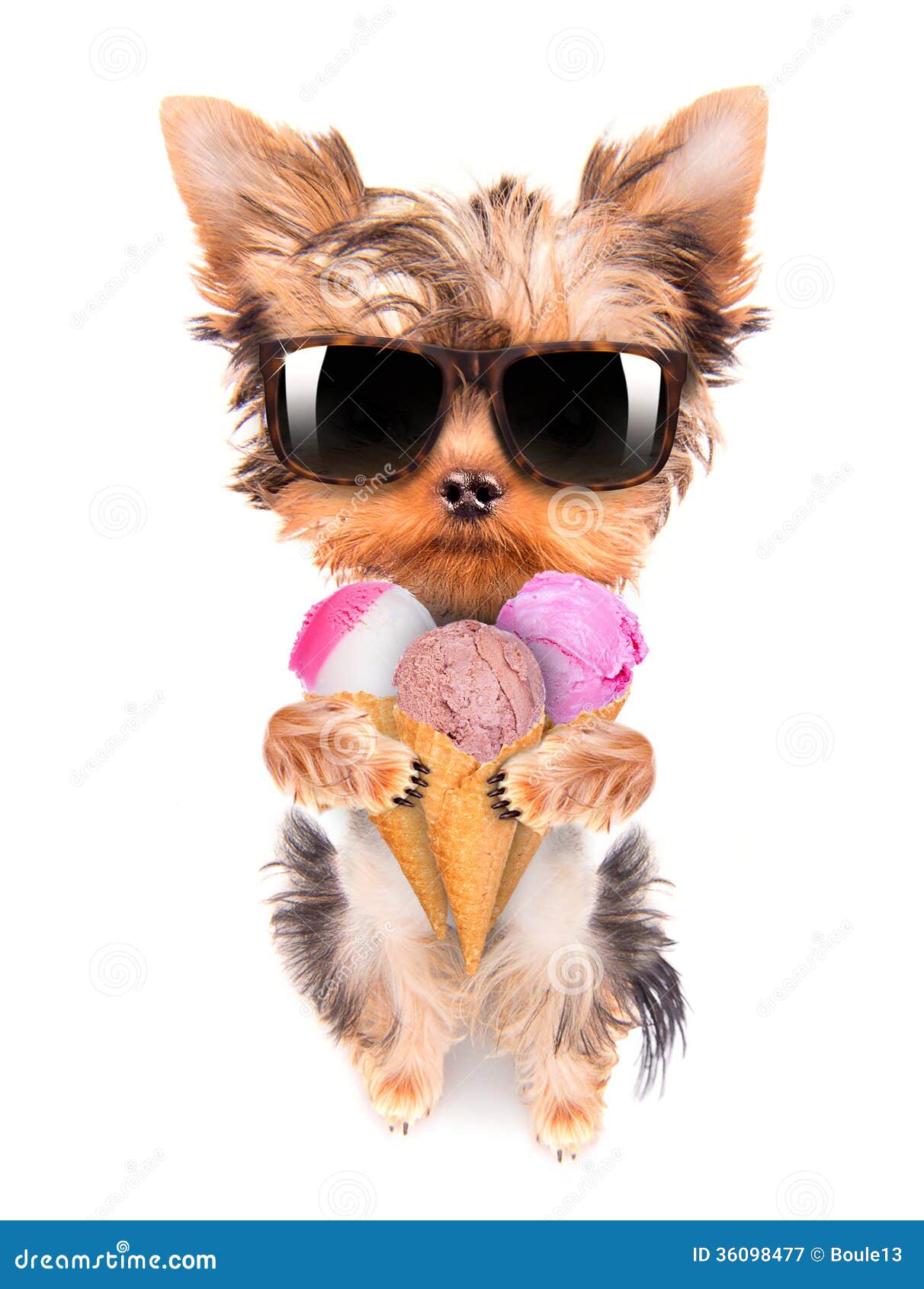 Perro Que Se Lame Con Helado Imagen de archivo - Imagen de coma ...