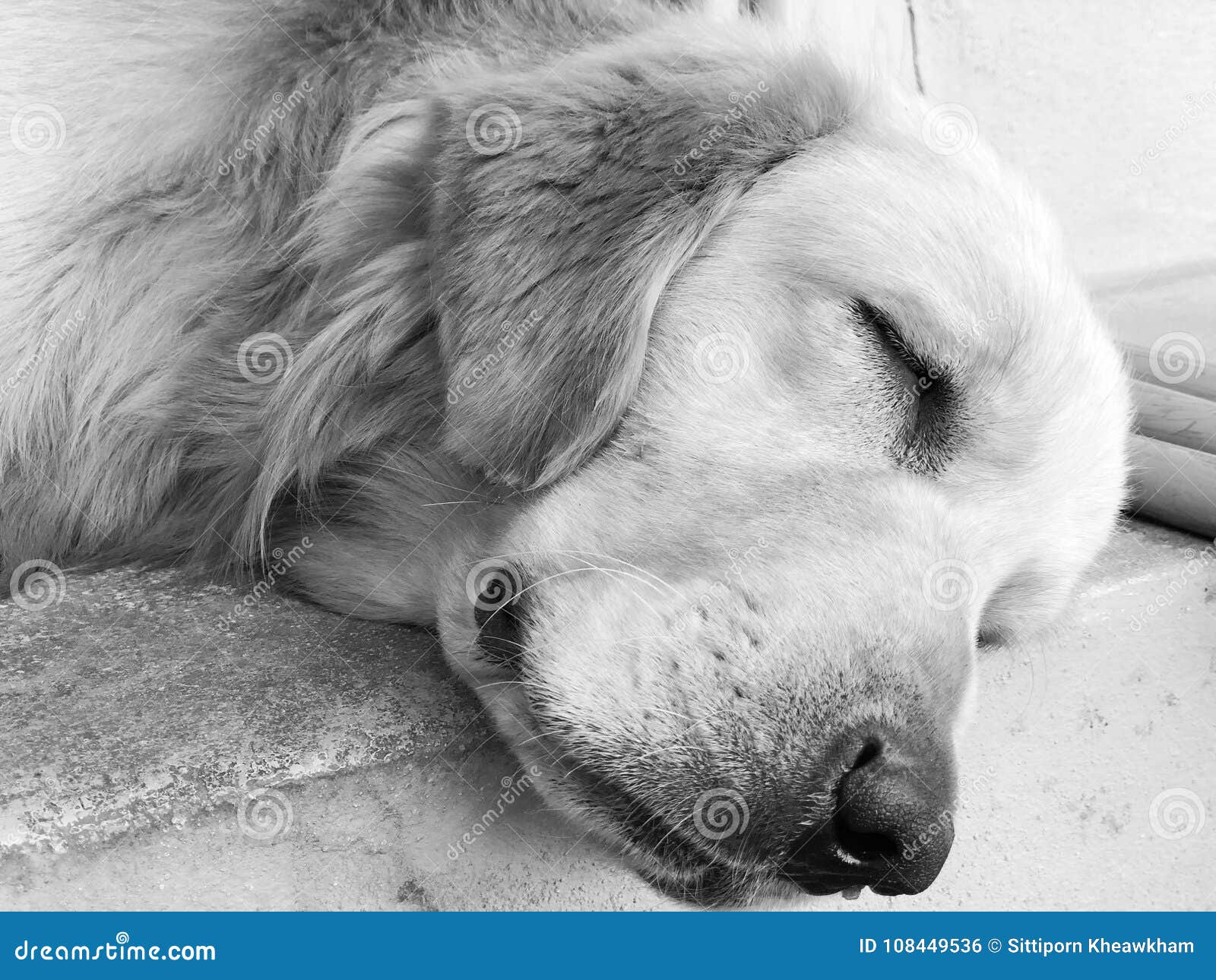 Perro Que Se Sienta Esperando El Jefe Foto de archivo - Imagen de lindo ...