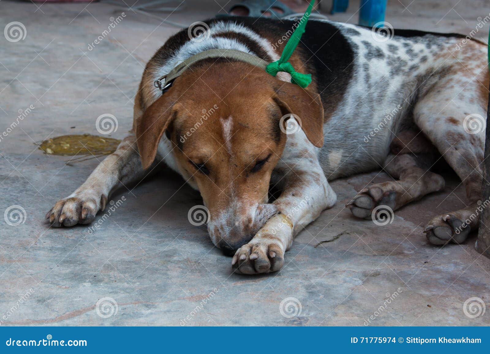 Perro Que Se Sienta Esperando El Jefe Foto de archivo - Imagen de ...