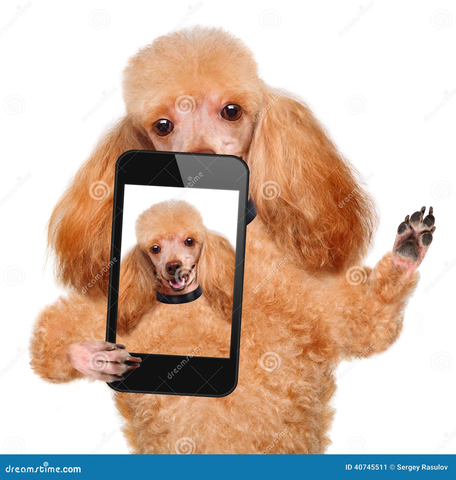 Perro Que Toma Un Selfie Con Un Smartphone Imagen de archivo - Imagen ...