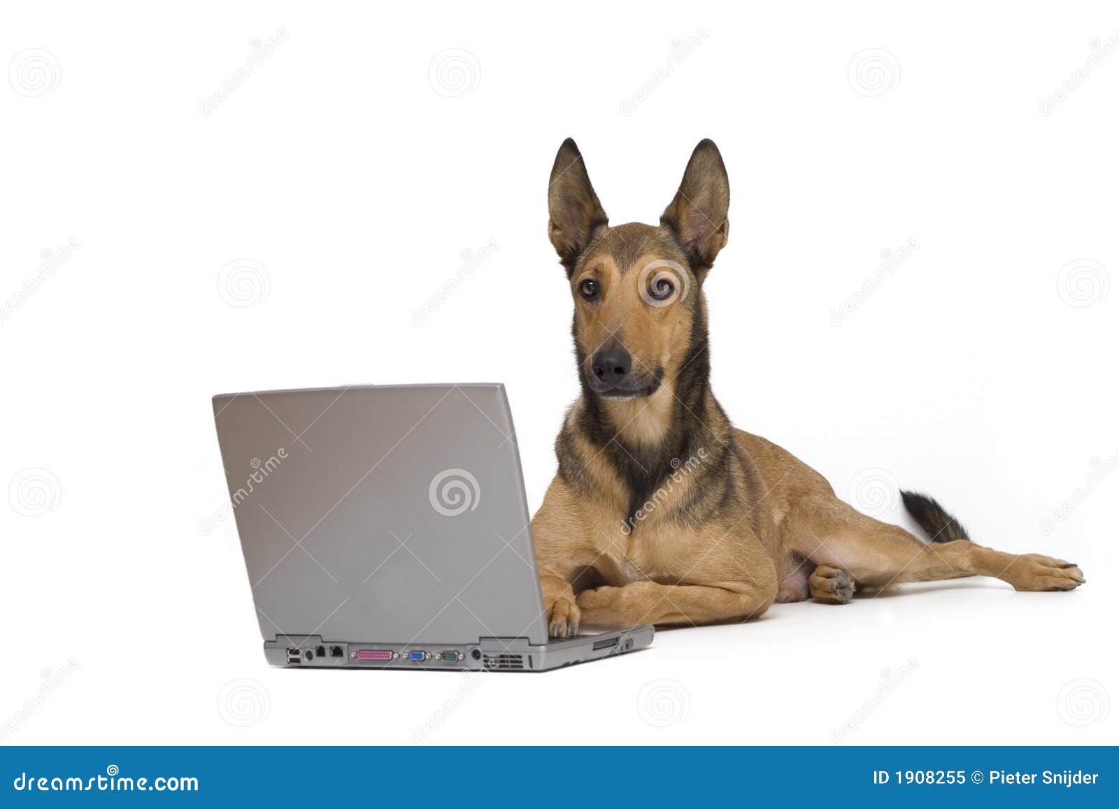 Perro Que Trabaja En La Computadora Portátil Imagen de archivo - Imagen ...