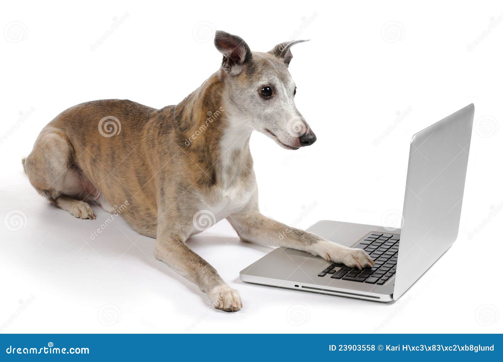 Perro Que Trabaja En La Computadora Portátil Foto de archivo - Imagen ...