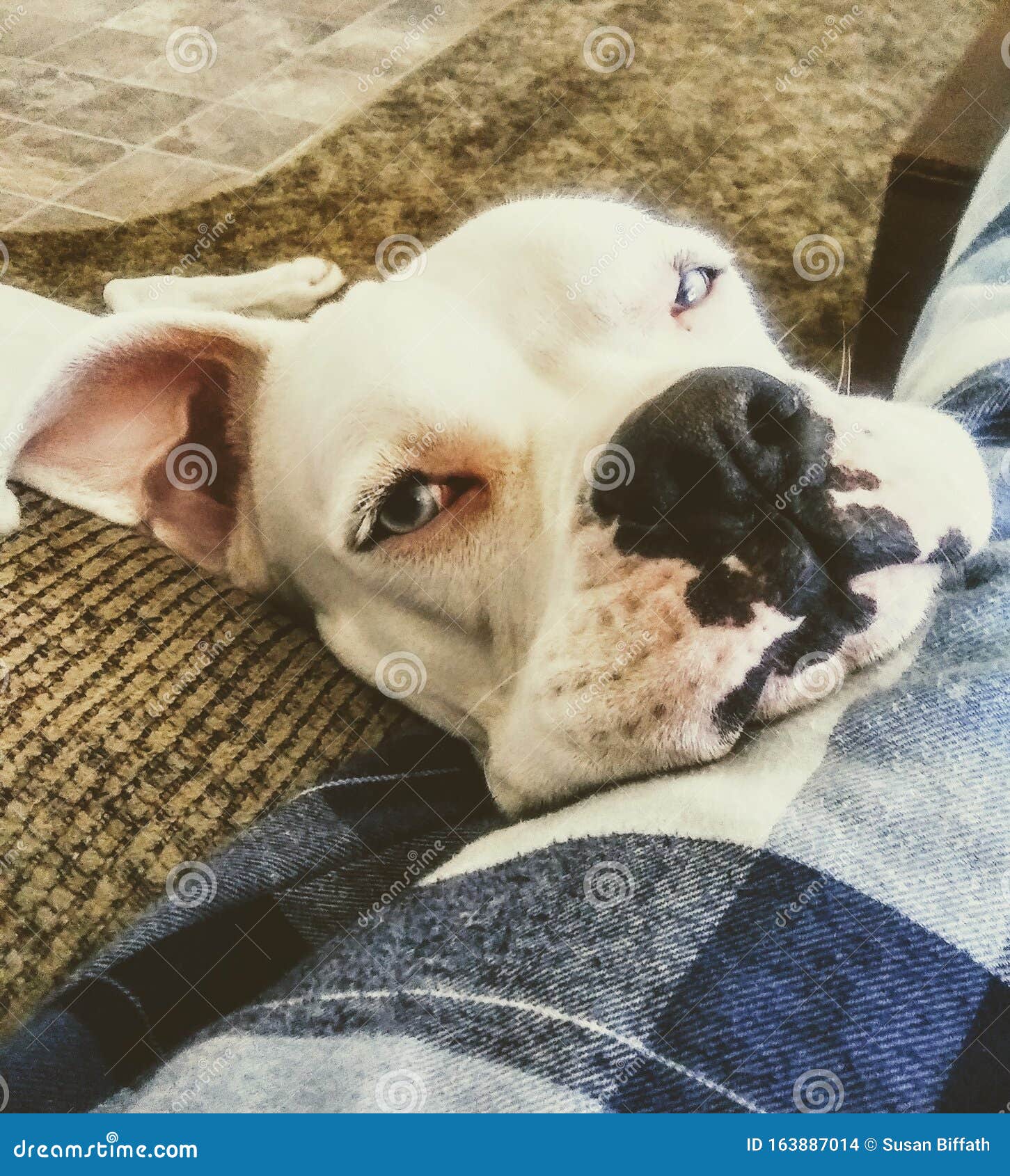 Perro rapado foto de archivo. Imagen de blanco, regazo - 163887014