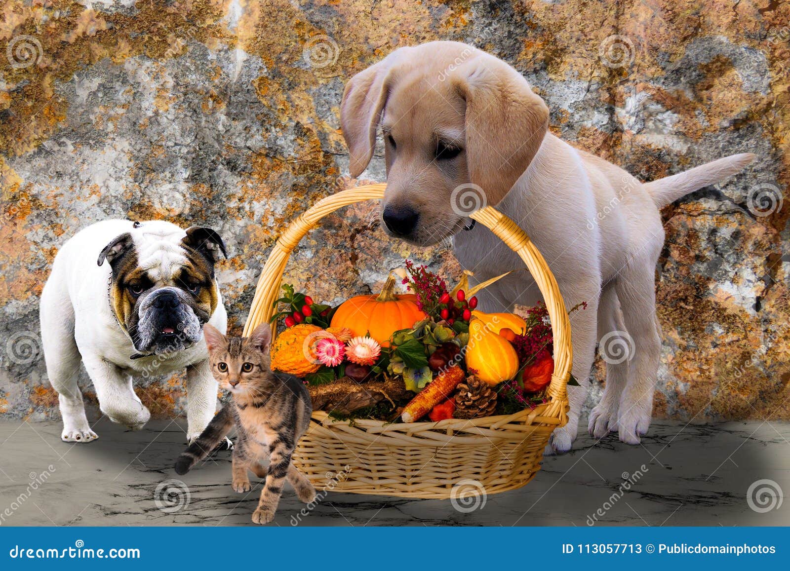 Perro, Raza Del Perro, Hocico, Perro Como Mam?fero Imagen. Imagen ...