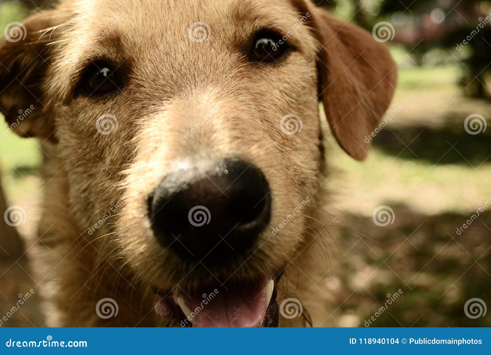 Perro, Raza Del Perro, Hocico, Perro Como Mam?fero Imagen. Imagen ...