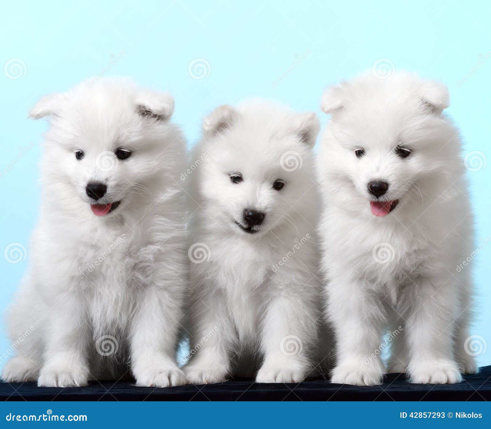 Perro Raza - samoyedos imagen de archivo. Imagen de belleza - 42857293