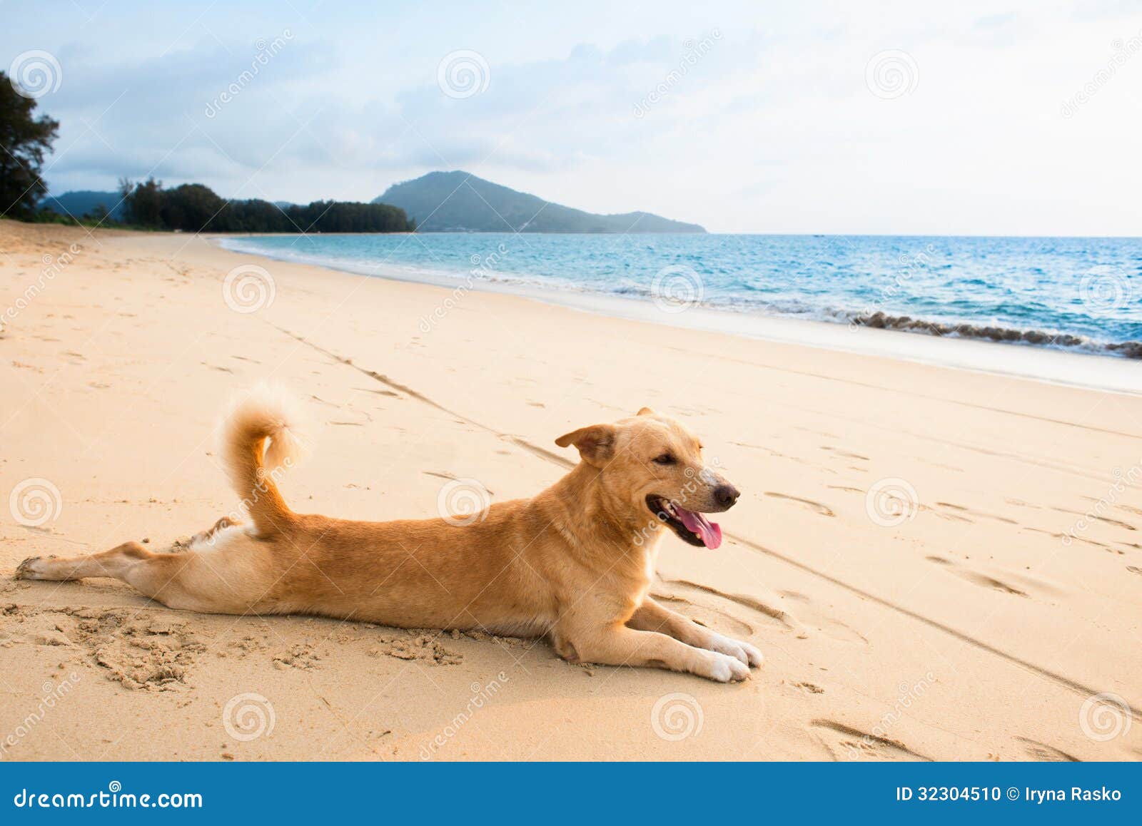 Perro Relajado En La Playa Tropical Foto de archivo - Imagen de afuera ...