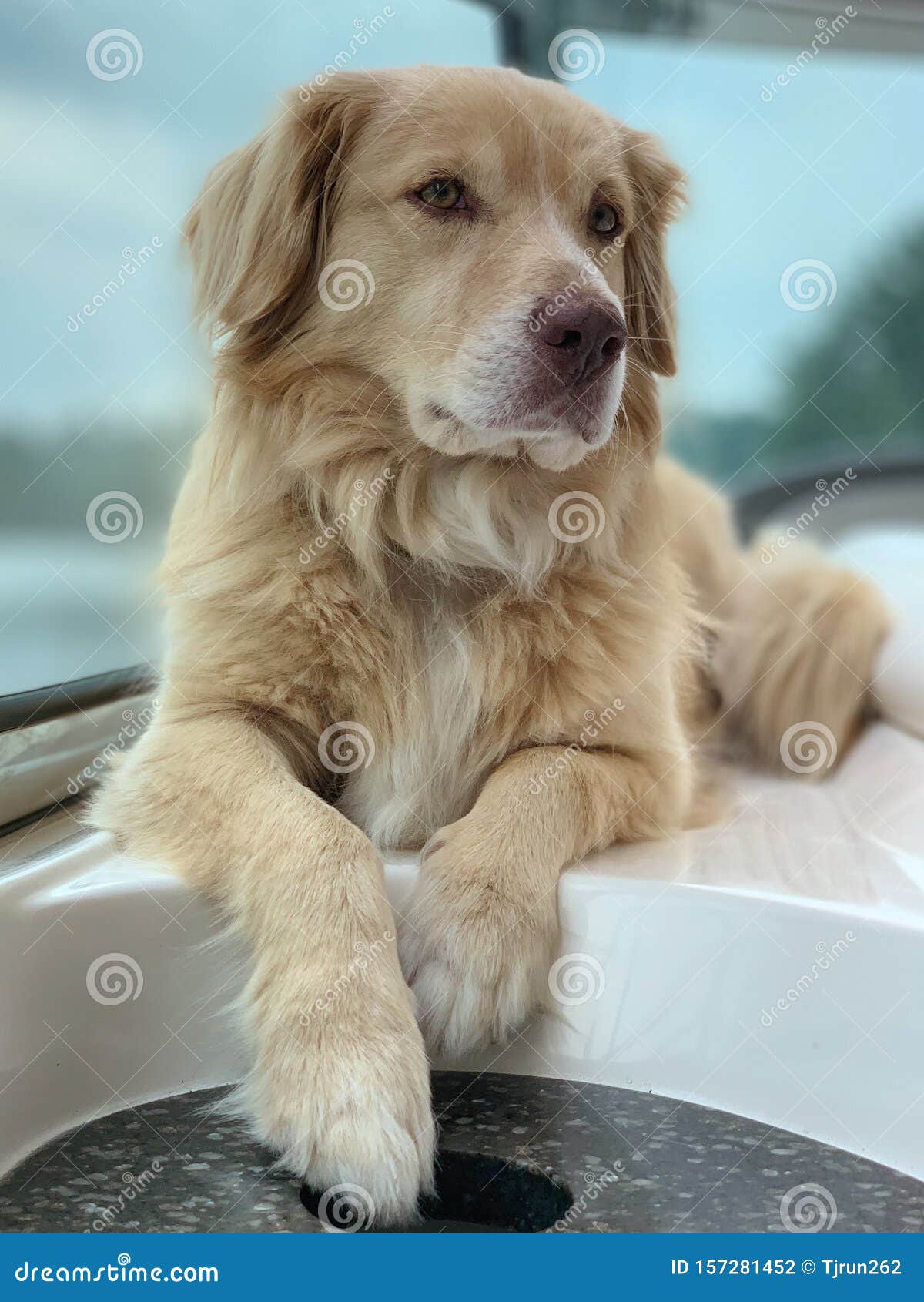 Perro relajado en un barco foto de archivo. Imagen de pato - 157281452