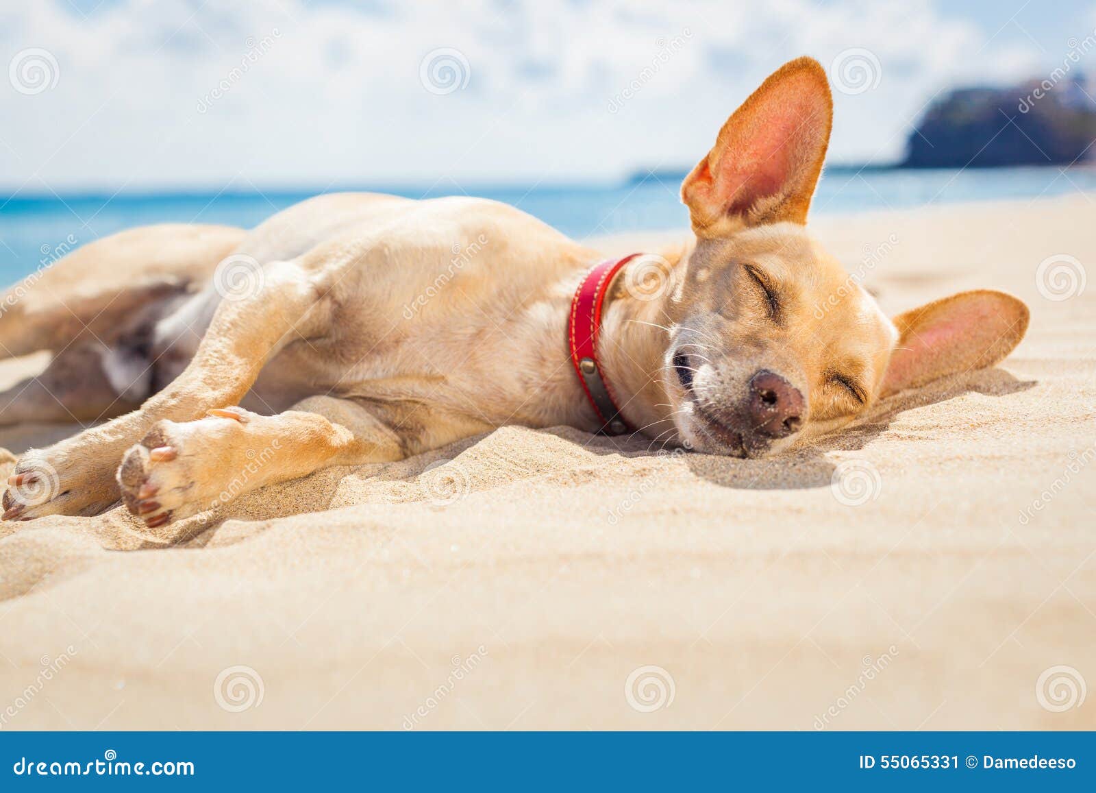 Perro Relajante En La Playa Imagen de archivo - Imagen de divertido ...