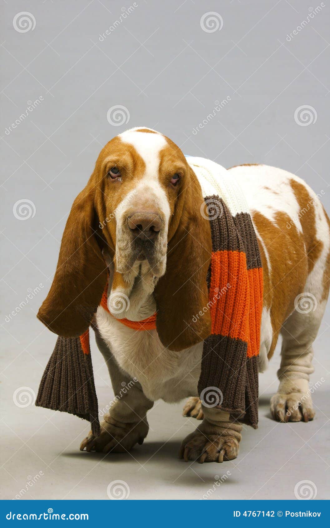 Perro ridículo foto de archivo. Imagen de caza, pensativo - 4767142