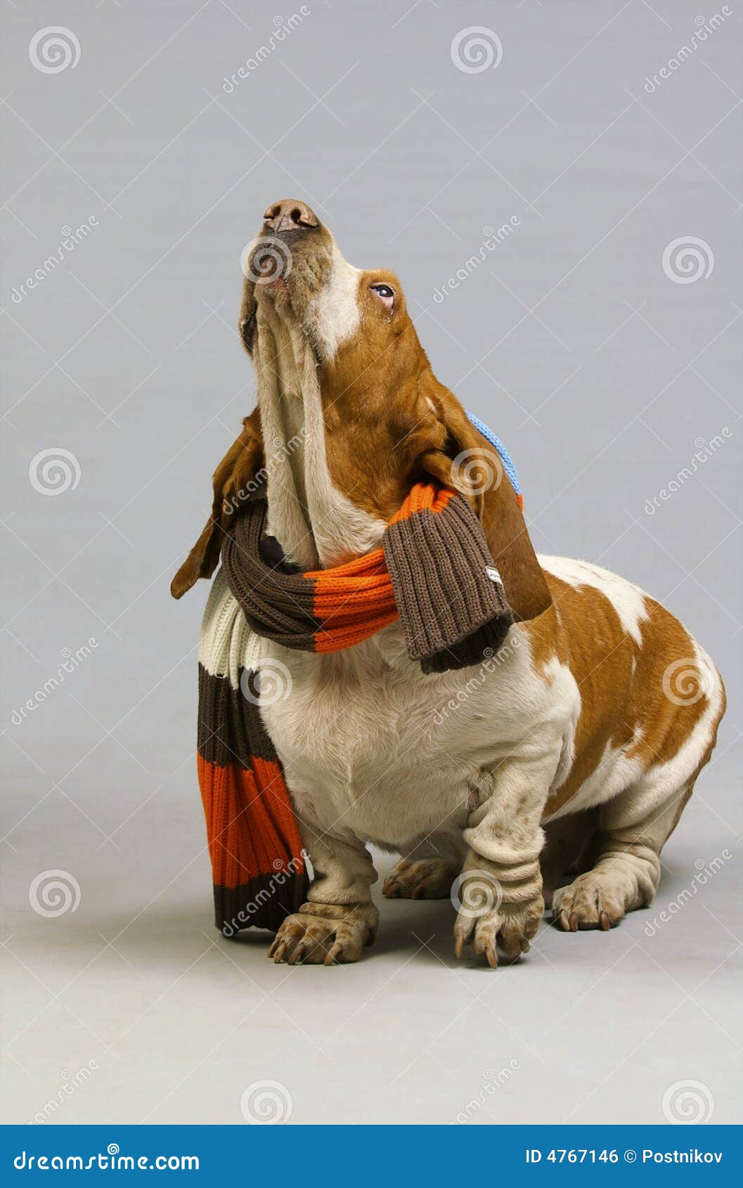 Perro ridículo foto de archivo. Imagen de perro, piel - 4767146