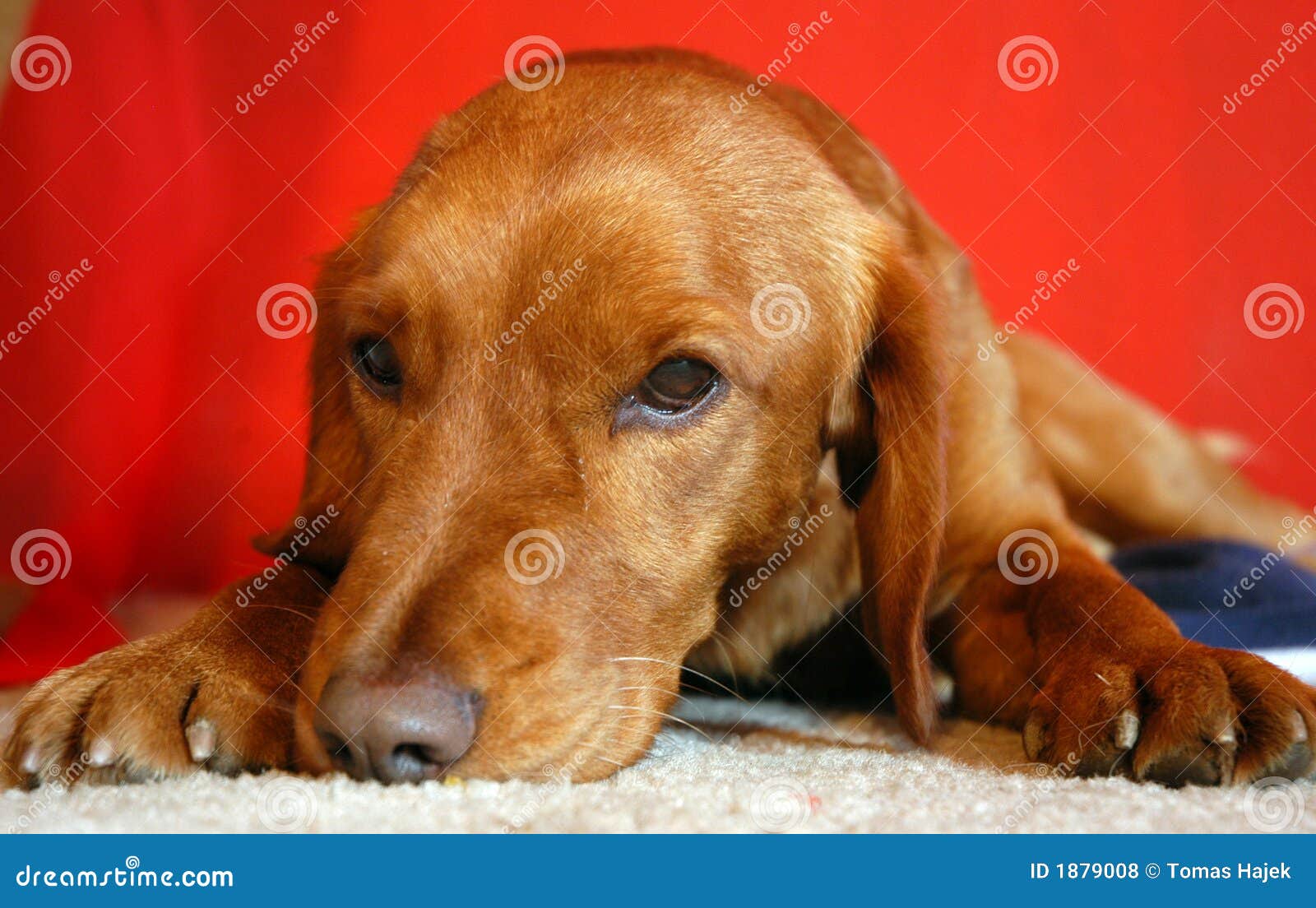 Perro rojo foto de archivo. Imagen de relaje, relajante - 1879008