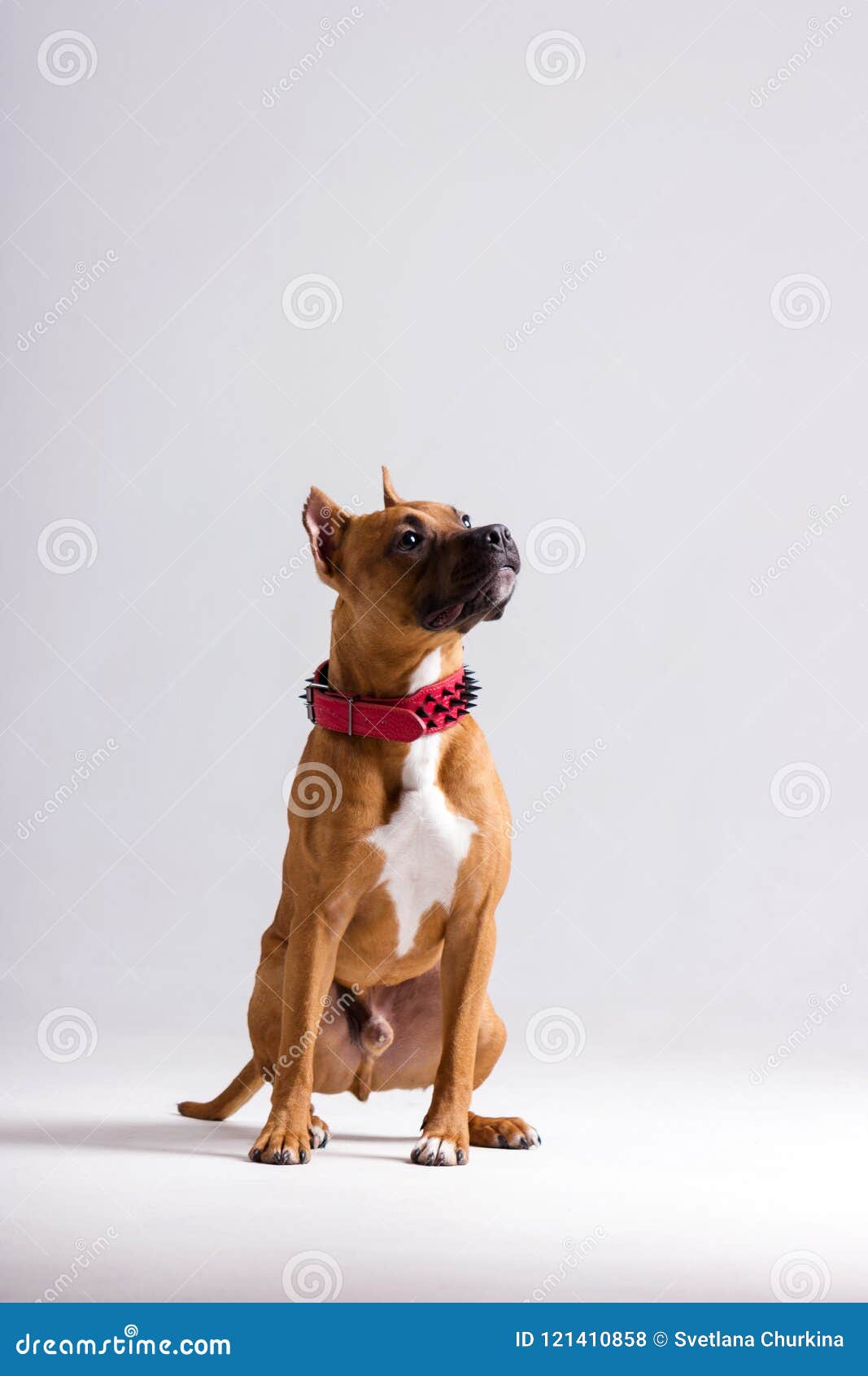 Perro rojo en blanco foto de archivo. Imagen de miradas - 121410858