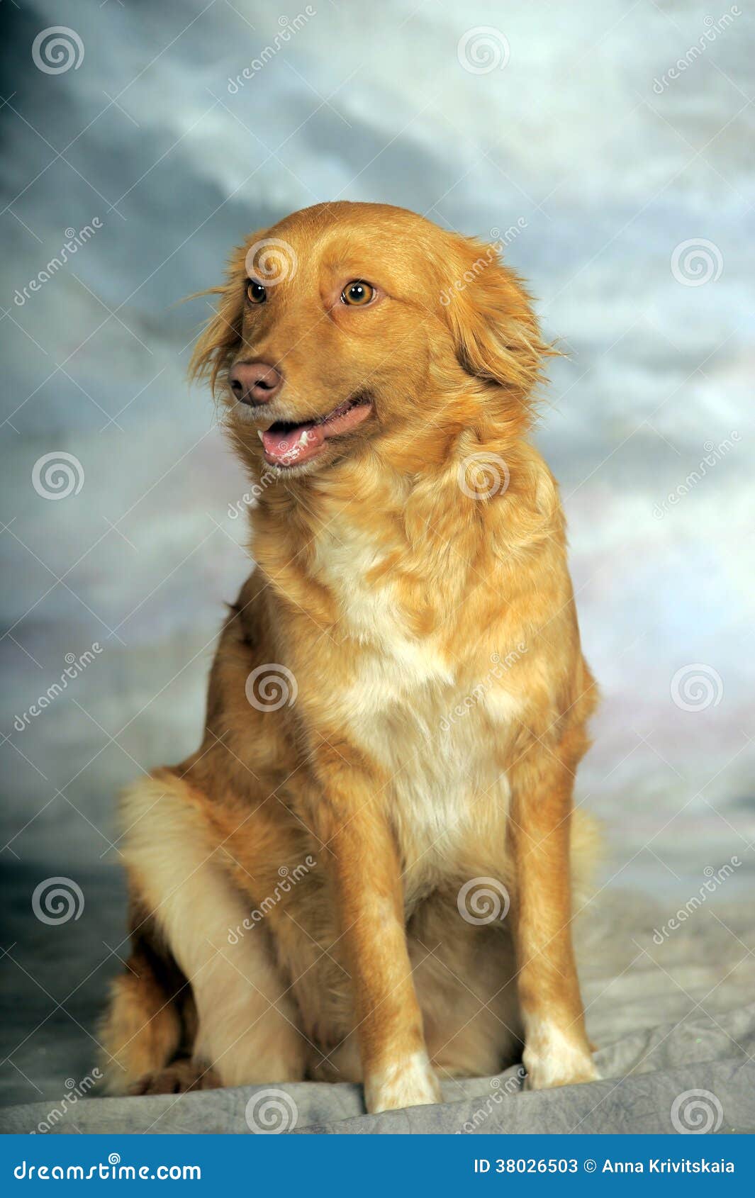 Perro rojo lindo imagen de archivo. Imagen de mascotas - 38026503