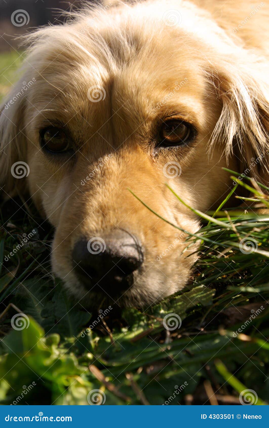 Perro rubio imagen de archivo. Imagen de peluquero, pelo - 4303501