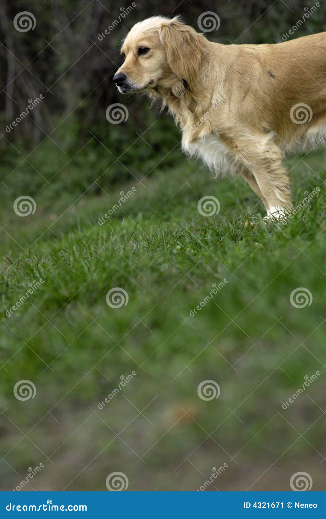 Perro rubio imagen de archivo. Imagen de corteza, peludo - 4321671
